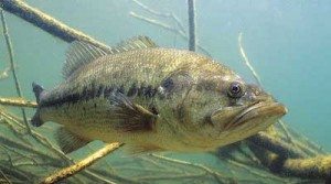 Spotted Bass Habitat Facts and Information | Bass Fishing Gurus